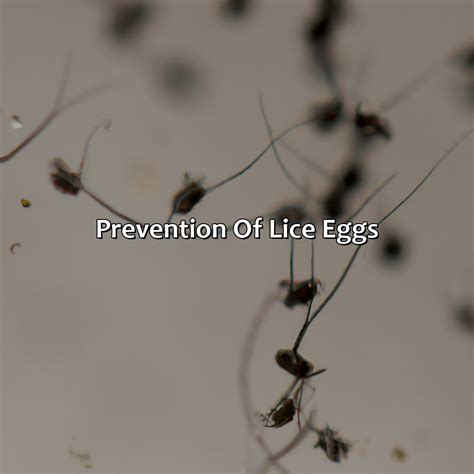 What Color Are Lice Eggs
