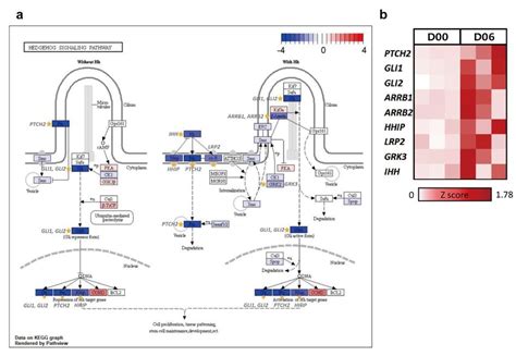 pathway based expression information including deg of cluster 3 a