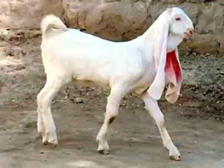 Gulabi Goats