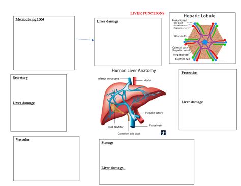 2 Liver Function Thinking Babe MEDC201 LIVER FUNCTIONS Metabolic Pg 1064 Secretory Liver