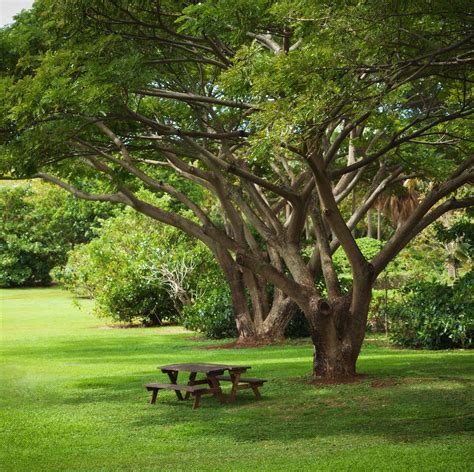 Landscaping Around Shade Trees