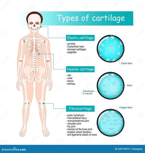 Fibrocartilage Location