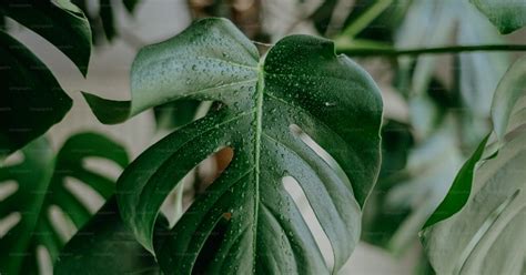 녹색 잎이있는 식물의 클로즈업 사진 Unsplash의 몬스테라 잎 이미지