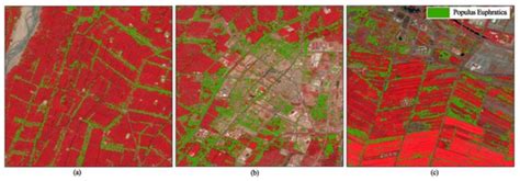 Remote Sensing Free Full Text Large Scale Populus Euphratica Distribution Mapping Using Time