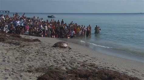 Massive Loggerhead Sea Turtle Full Of Eggs Returns To Ocean After