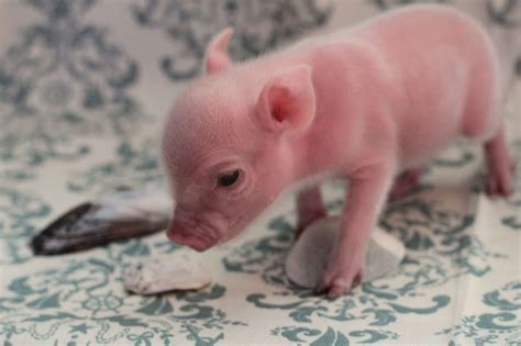 Pink Micro Teacup Pigs