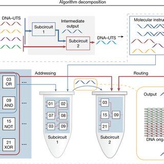 Schematic Workflow Of DPGA Programming A Complex Task Circuit Beyond Download Scientific