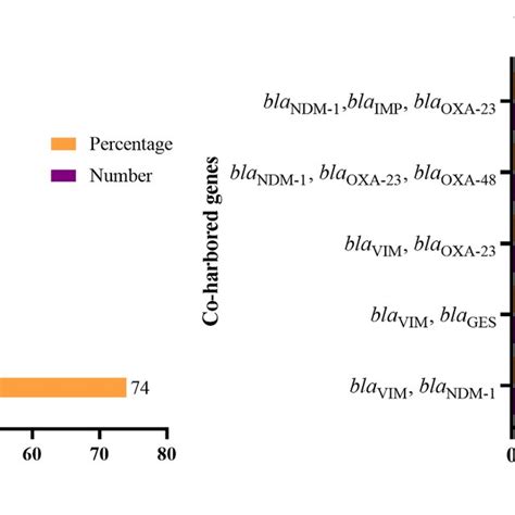Carbapenemase Genes In Pseudomonas Aeruginosa A Occurrence Of Download Scientific Diagram