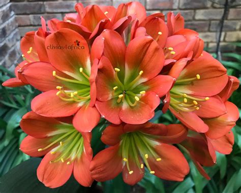 Seedlings Leeuloop X Gunry Za