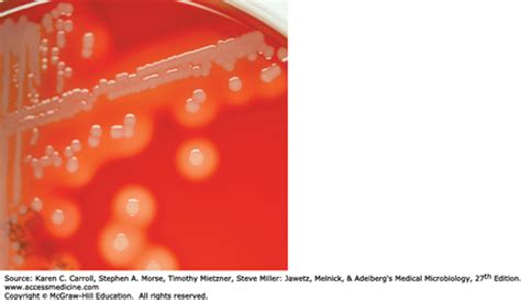 The Staphylococci Basicmedical Key