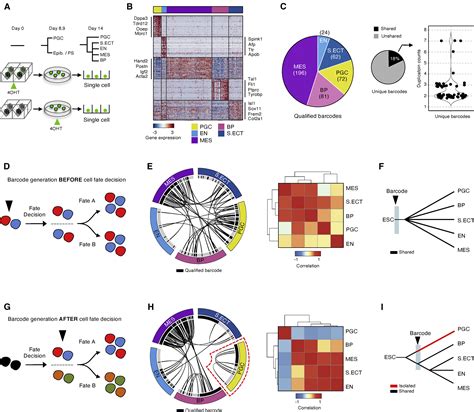 Parallel Single Cell RNA Seq And Genetic Recording Reveals Lineage Decisions In Developing