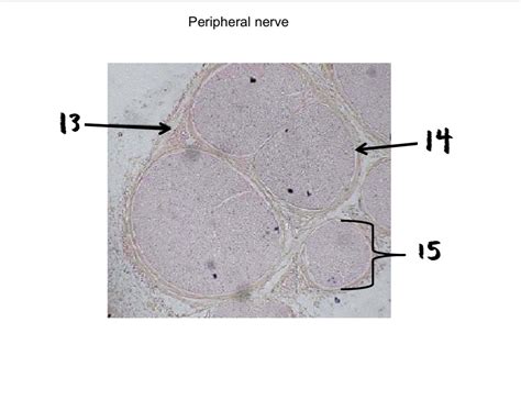 Peripheral Nerve Diagram Quizlet