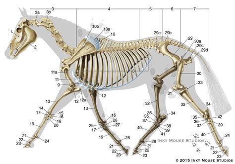 Equine Skeletal Anatomy Chart Horse Skeleton