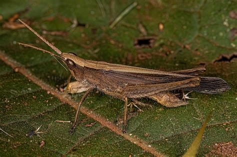 Premium Photo Adult Shorthorned Grasshopper