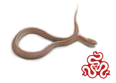 Peppermint Tree Networksstat