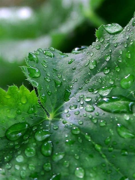 무료 사진 아침이 슬 보라색 흰색 꽃