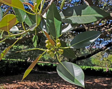 Ficus Macrophylla Subsp Macrophylla Gardensonline