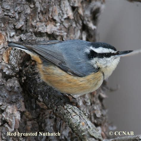 Red Breasted Nuthatch Sitta Canadensis North American Birds Birds