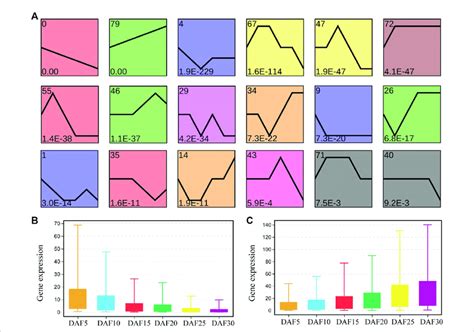 Analysis Of Gene Expression Trend In Fruit Tissue At Six Developmental