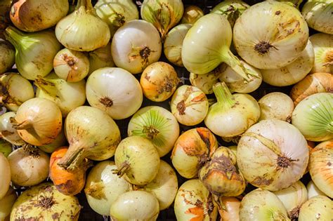 필드에서의 부분과 갓 수확된 양파 플라스틱 상자에 식료품가 게에 수송을 준비 하 고 그냥 필드에 정원 침대와 태양에 건조에서 고른 양파의 수확 개체 그룹에 대한 스톡 사진