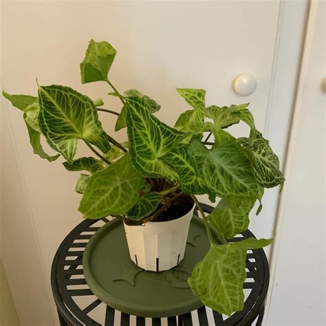 Dracaena Marginata Bicolor Cane Dracaena Bicolor Cane Dracaena Marginata Dracaena Bicolor Cane