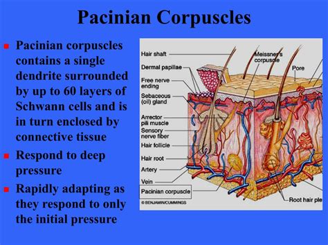 Ppt The Peripheral Nervous System Powerpoint Presentation Free