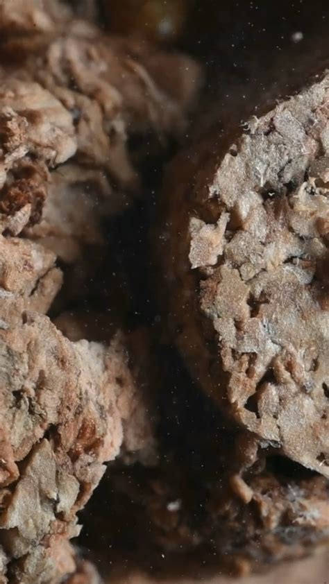 Polymorphism In Carpenter Ants Some Girls Just Have Big Heads Rawwnverts Polymorphism In Carpenter Ants Some Girls Just Have Big Heads Rawwnverts