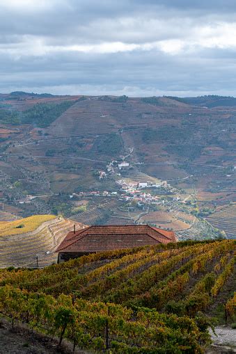 포르투갈의 세계에서 가장 오래된 와인 지역의 다채로운 가을 풍경 계단식 포도원에서 자라는 포도 덩굴의 다른 종류 레드 화이트 및 포트 와인의 생산 0명에 대한 스톡 사진 및
