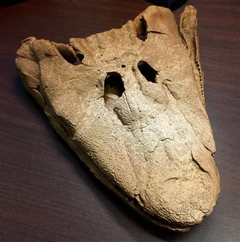 Tiktaalik Roseae 1 Members Gallery The Fossil Forum