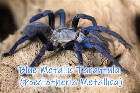 Poecilotheria Metallica The Gooty Sapphire Tarantula Updated Howitsee