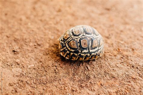 Young Tortoise Hiding In Shell In Tanzania By Stocksy Contributor Cameron Zegers Stocksy