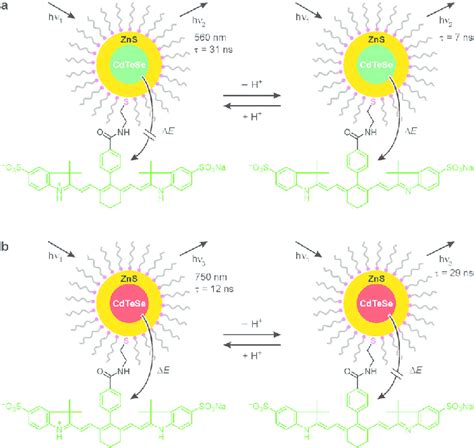 Schematic Representation Of The Ph Modulation Of The Luminescence Download Scientific Diagram