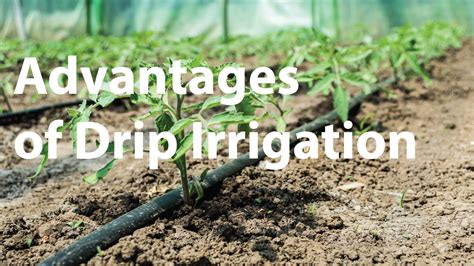 Advantages Of Drip Irrigation Dripworks