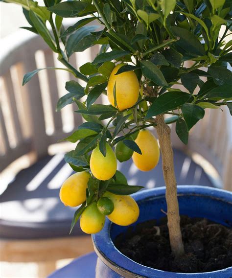 How To Prune A Lemon Tree Tips On Shaping Your Tree Gardeningetc