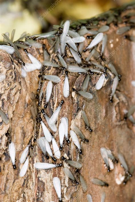 Subterranean Termites Swarming Stock Image F031 3163 Science