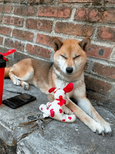 Sphinx Mode On R Shiba