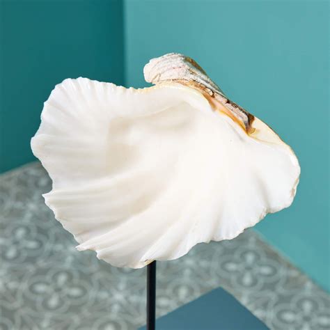 Collection Of Large Specimen Clam Shells For Sale At 1stdibs