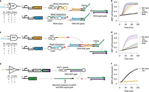 Additional Gates Can Be Layered To Perform Logic Computation A A Download Scientific Diagram