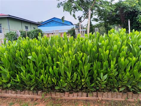 မြောက်ဦးမြို့နယ်၌ သဘာဝပတ်ဝန်းကျင် စိမ်းလန်းစိုပြည်သာယာလှပစေရန် ပျိုးပင