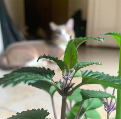Is Catnip Toxic To Cats