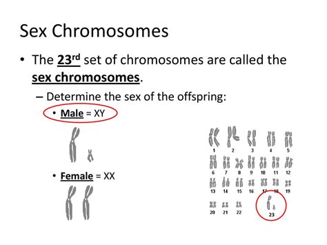 Human Genetics Ppt Download