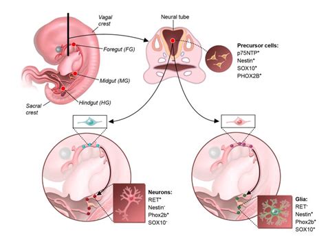 Medical Illustration And Animation On Linkedin Illustration Of Gut Neuron Cell Migration In A