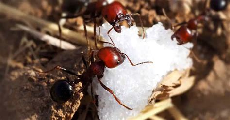 Where Do Sugar Ants Come From Explained