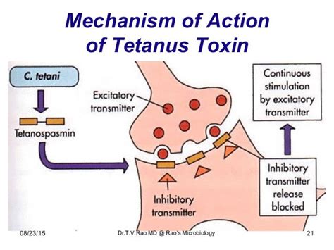 Tetanus Teaching Basics