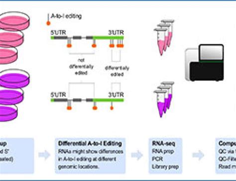 Full Length Rna Seq From Single Cells Using Smart Seq2 Rna Seq Blog