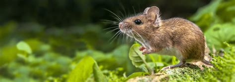 Florida Rodents Identification Stop Its Rodent Time