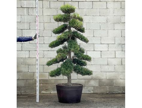 Podocarpus Macrophylla 225 Cm