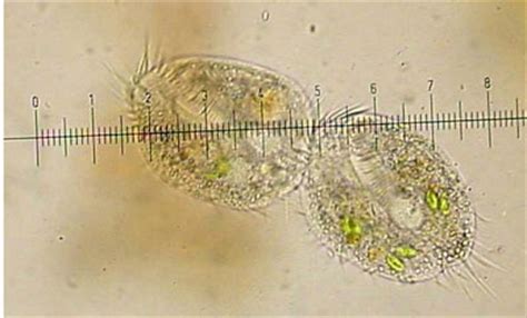 Cell Reproduction Biology Quatr Us Study Guides