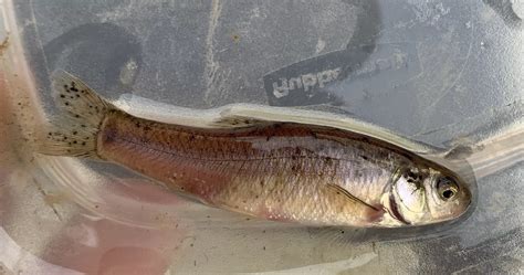 Fathead Minnow Oregon Sea Grant Oregon State University