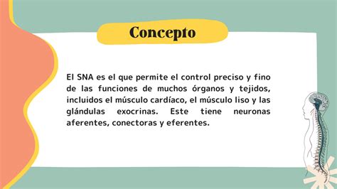 Solution Sistema Nervioso Aut Nomo Studypool